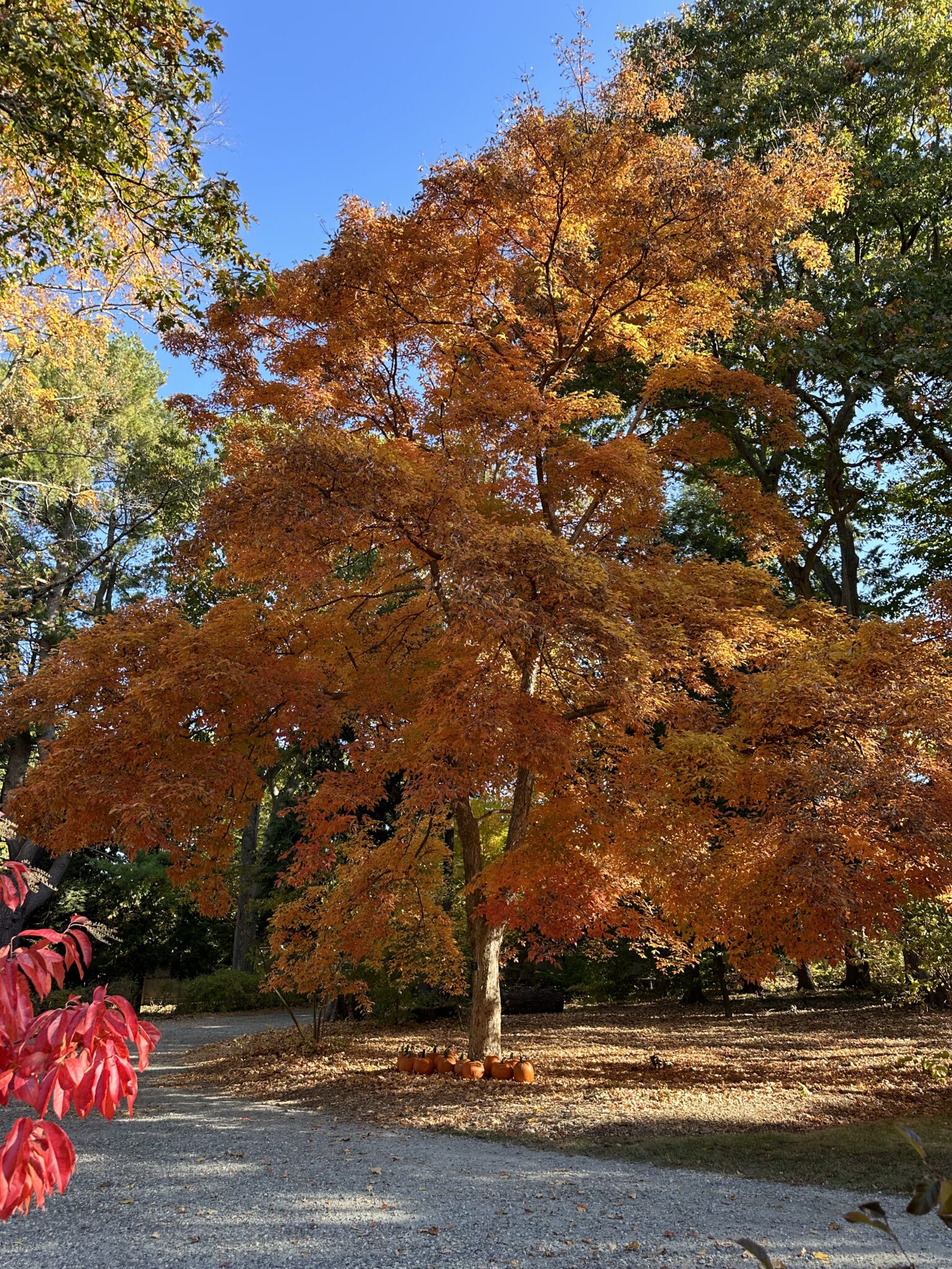 October Open Garden - Wakefield Trust